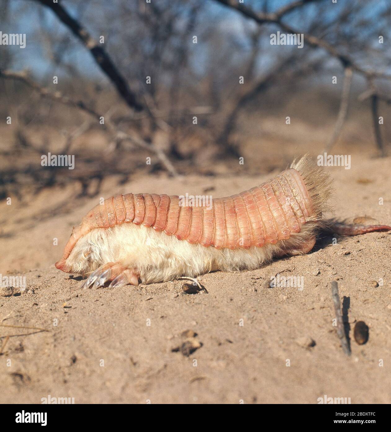 Such as armadillos hi-res stock photography and images - Alamy