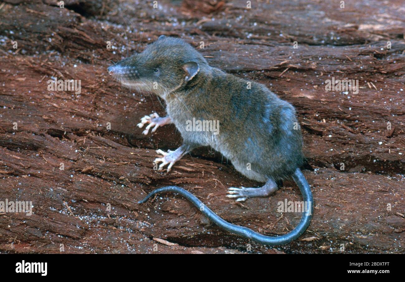 Soricomorpha hi-res stock photography and images - Alamy