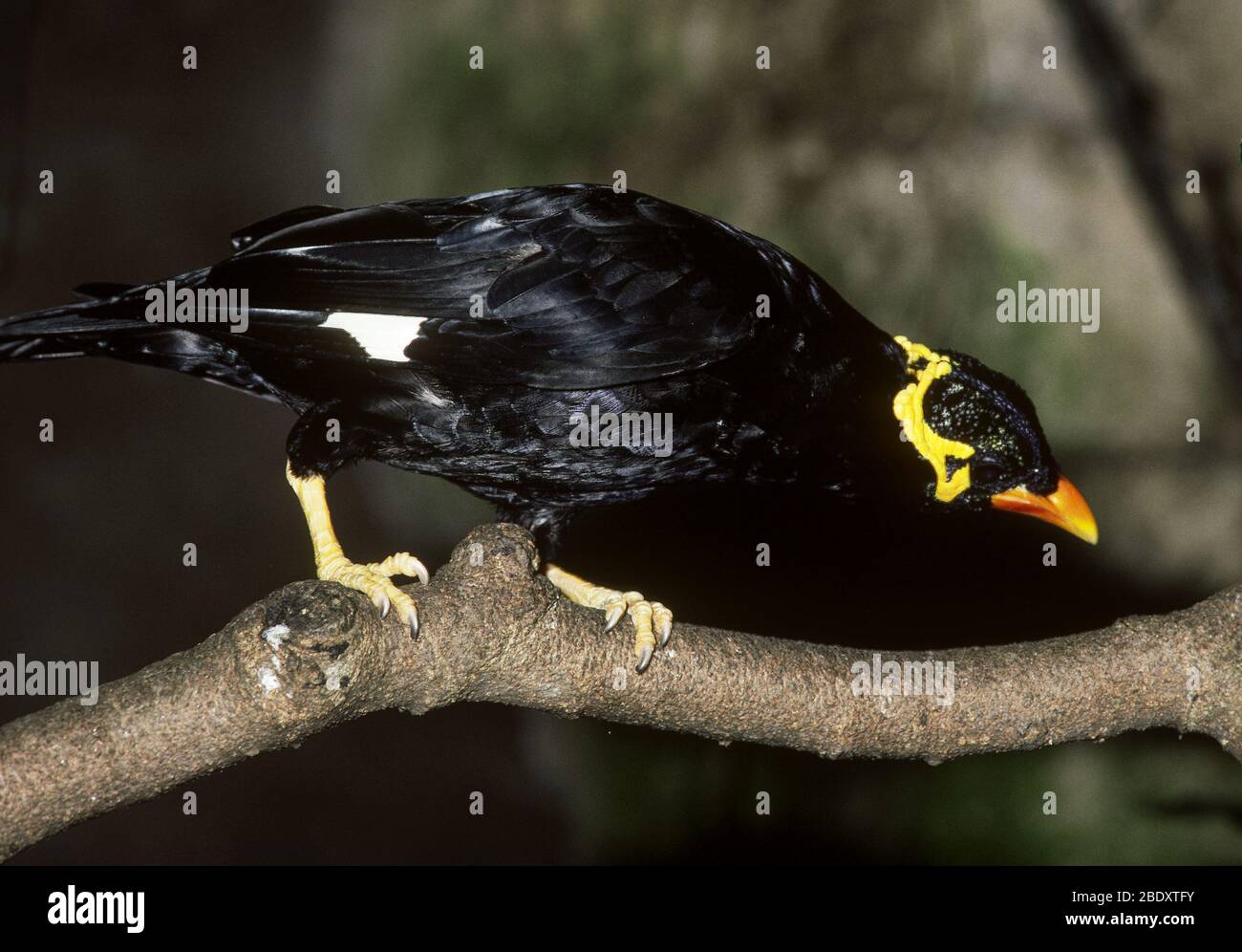 Hill Mynah (Gracula religiosa Stock Photo - Alamy