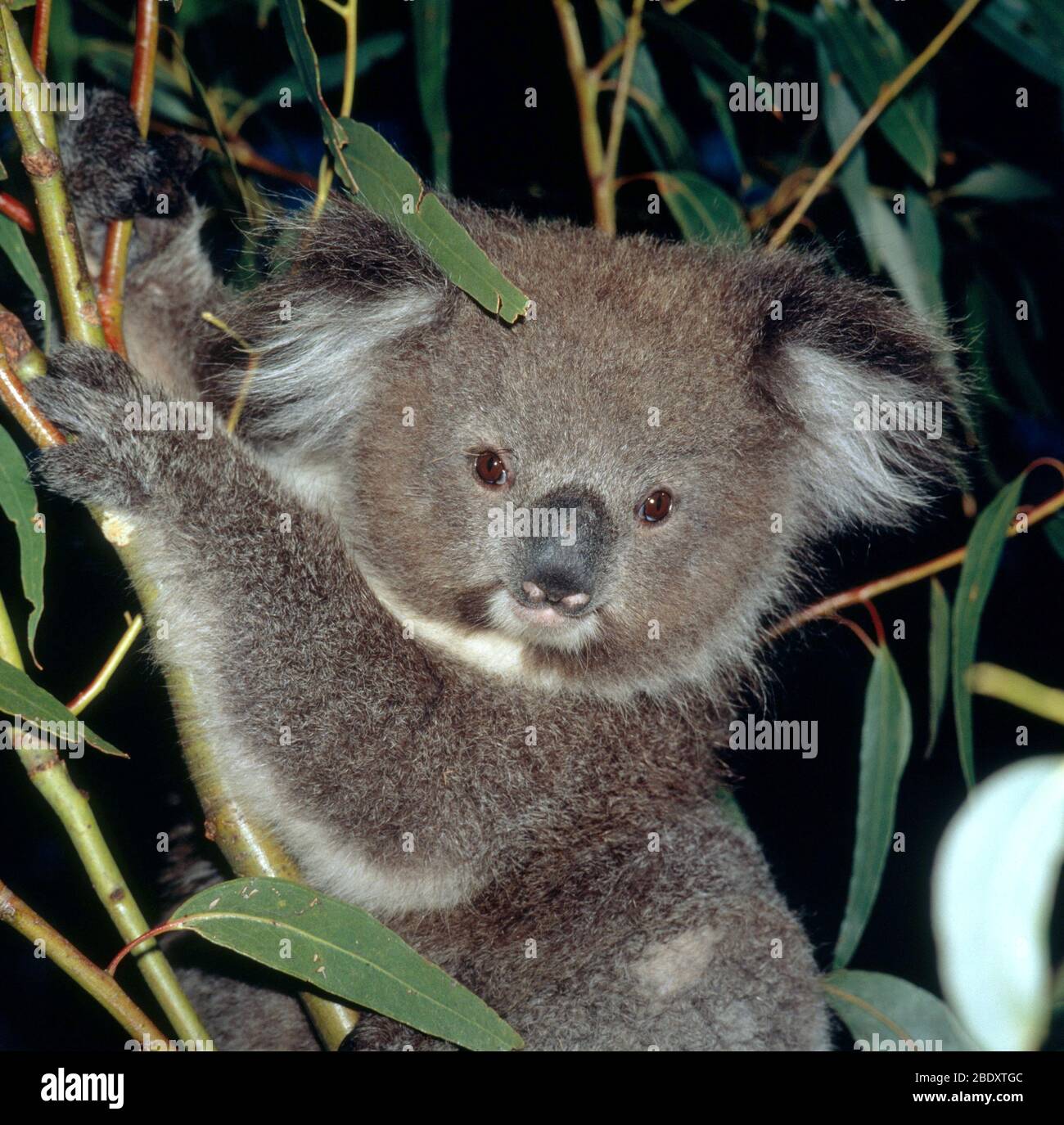 Koala in Tree Stock Photo - Alamy