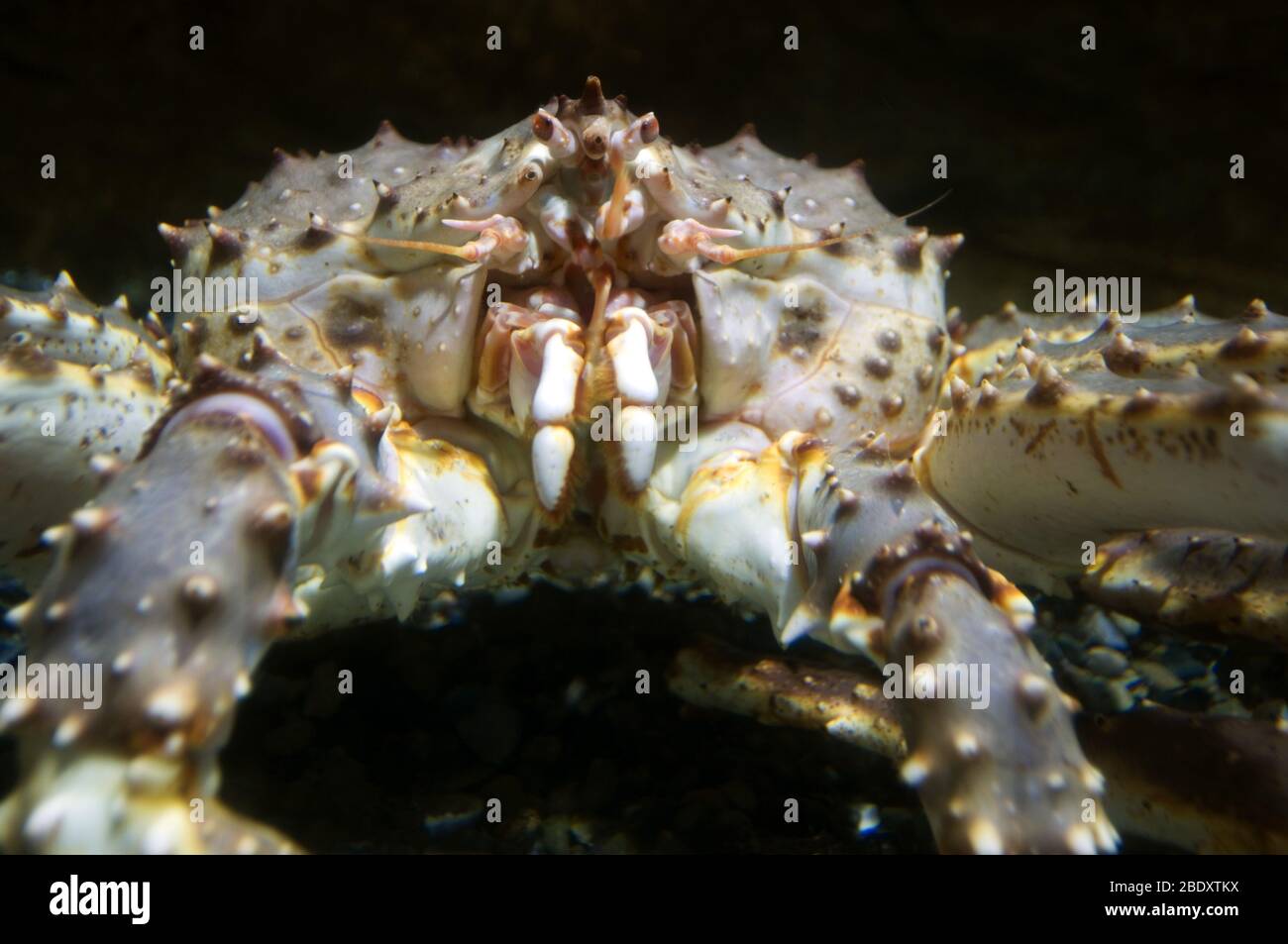 Crab under the sea hi-res stock photography and images - Alamy