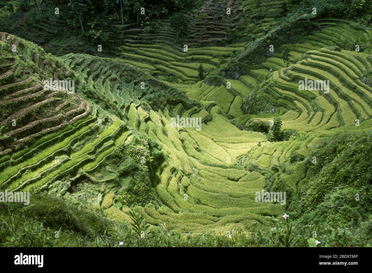 Asian paddy fields hi-res stock photography and images - Alamy