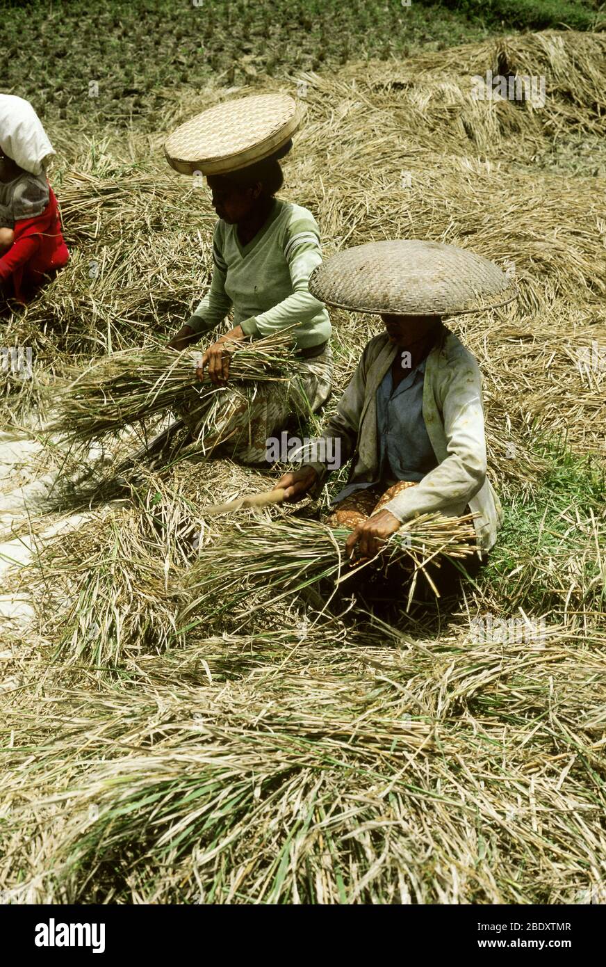Asian rice farmers hi-res stock photography and images - Alamy
