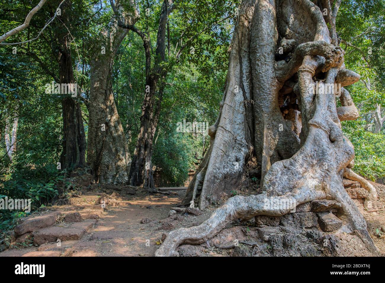 Banyan Tree and ruins of Baphuon temple Angkor Thom, Siem Reap ...