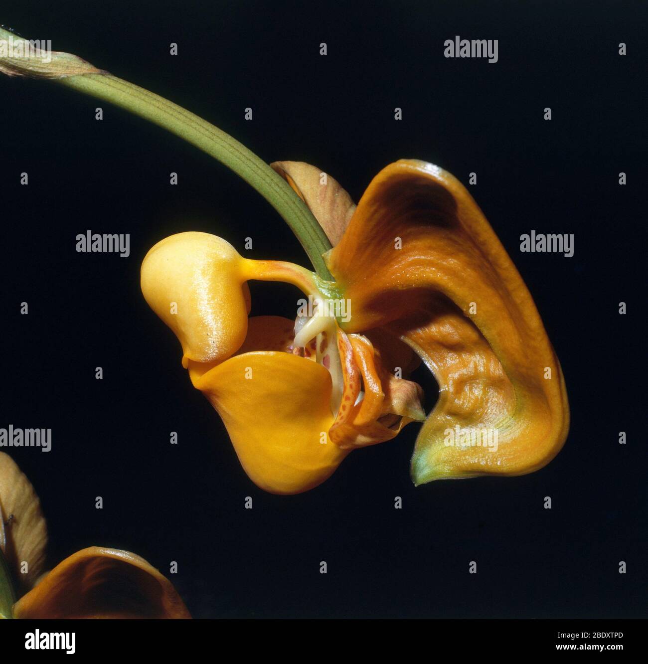 Coryanthes bucket hi-res stock photography and images - Alamy
