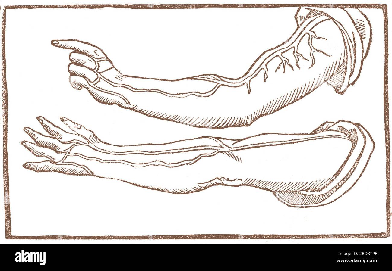 Historical Anatomical Illustration Stock Photo - Alamy