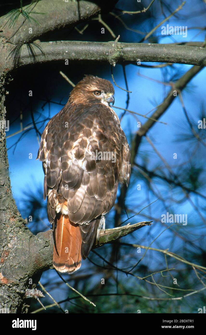 Animal hawk hi-res stock photography and images - Alamy