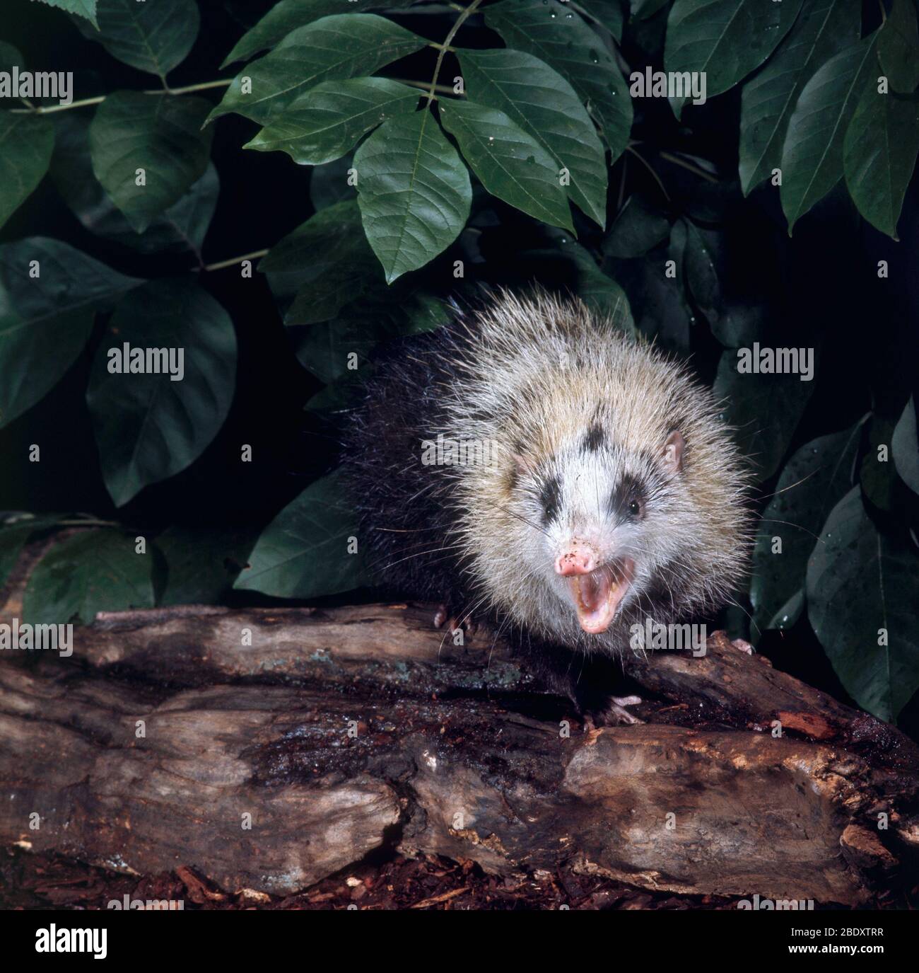 Asian moon hi-res stock photography and images - Alamy