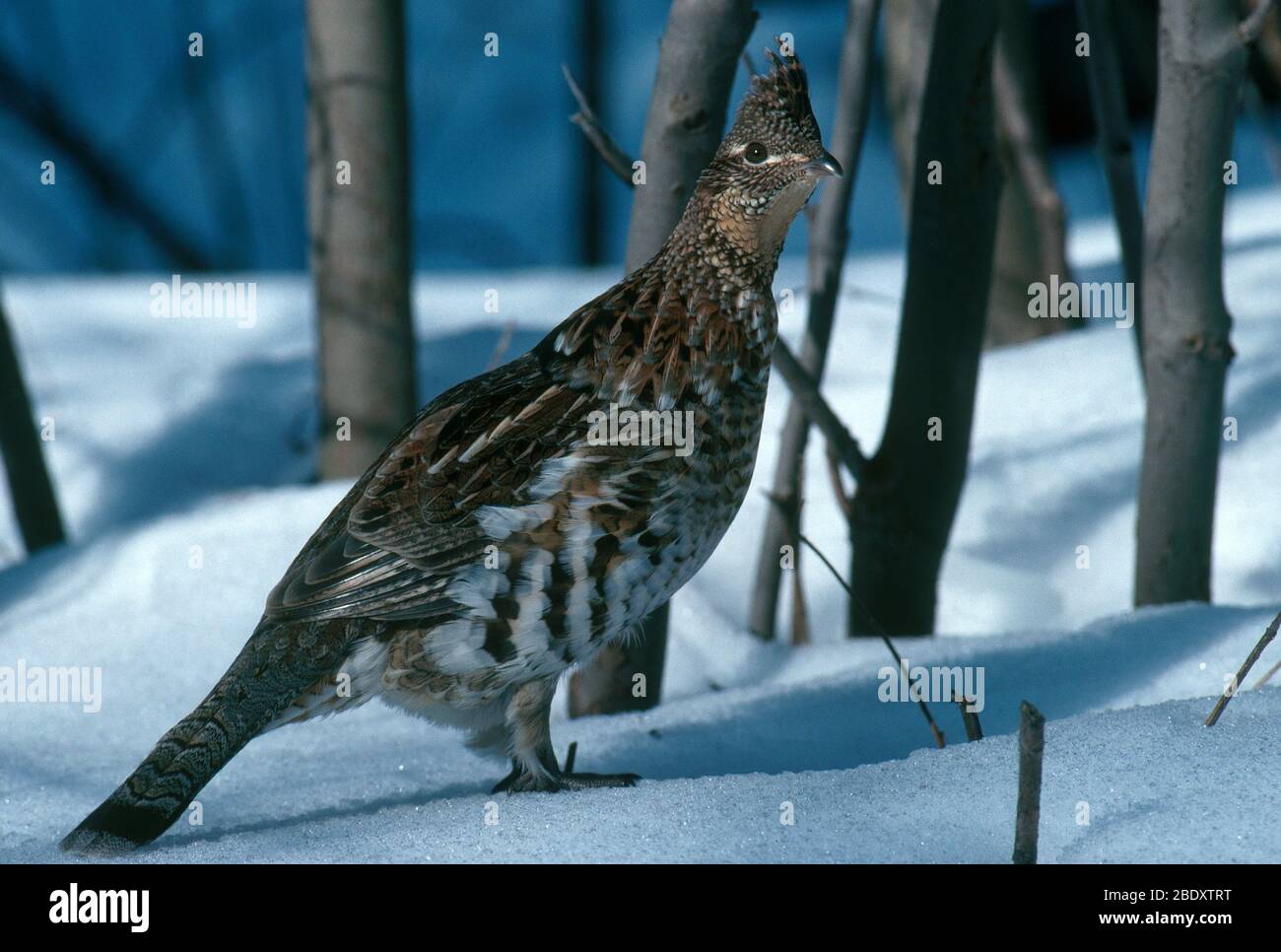 Ruffed grouses hi-res stock photography and images - Alamy