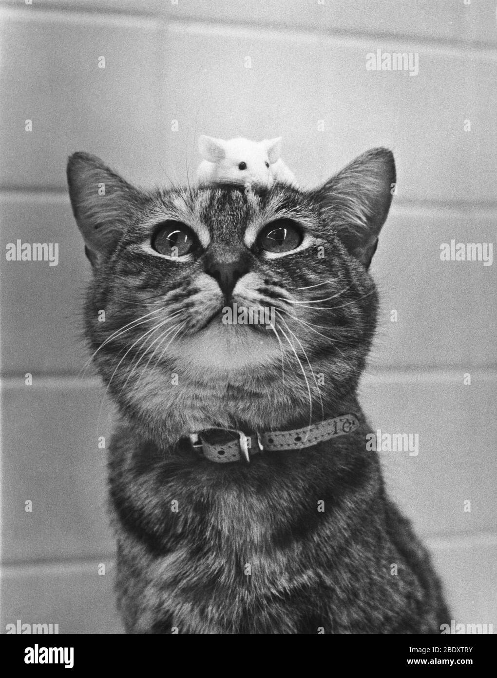 Black cat kitten mixed hi-res stock photography and images - Alamy