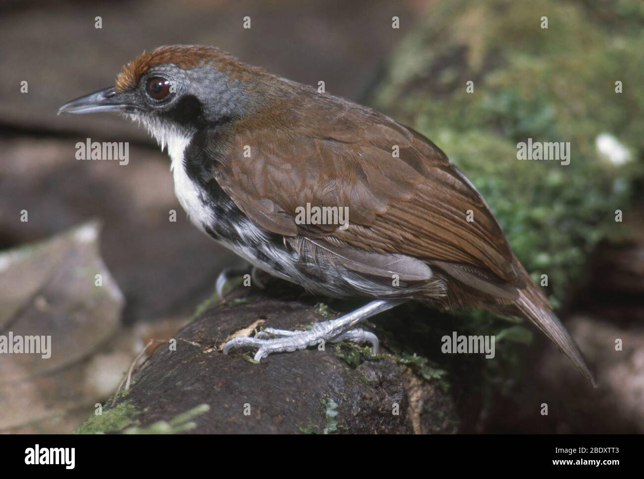 Bicolored antbird hi-res stock photography and images - Alamy
