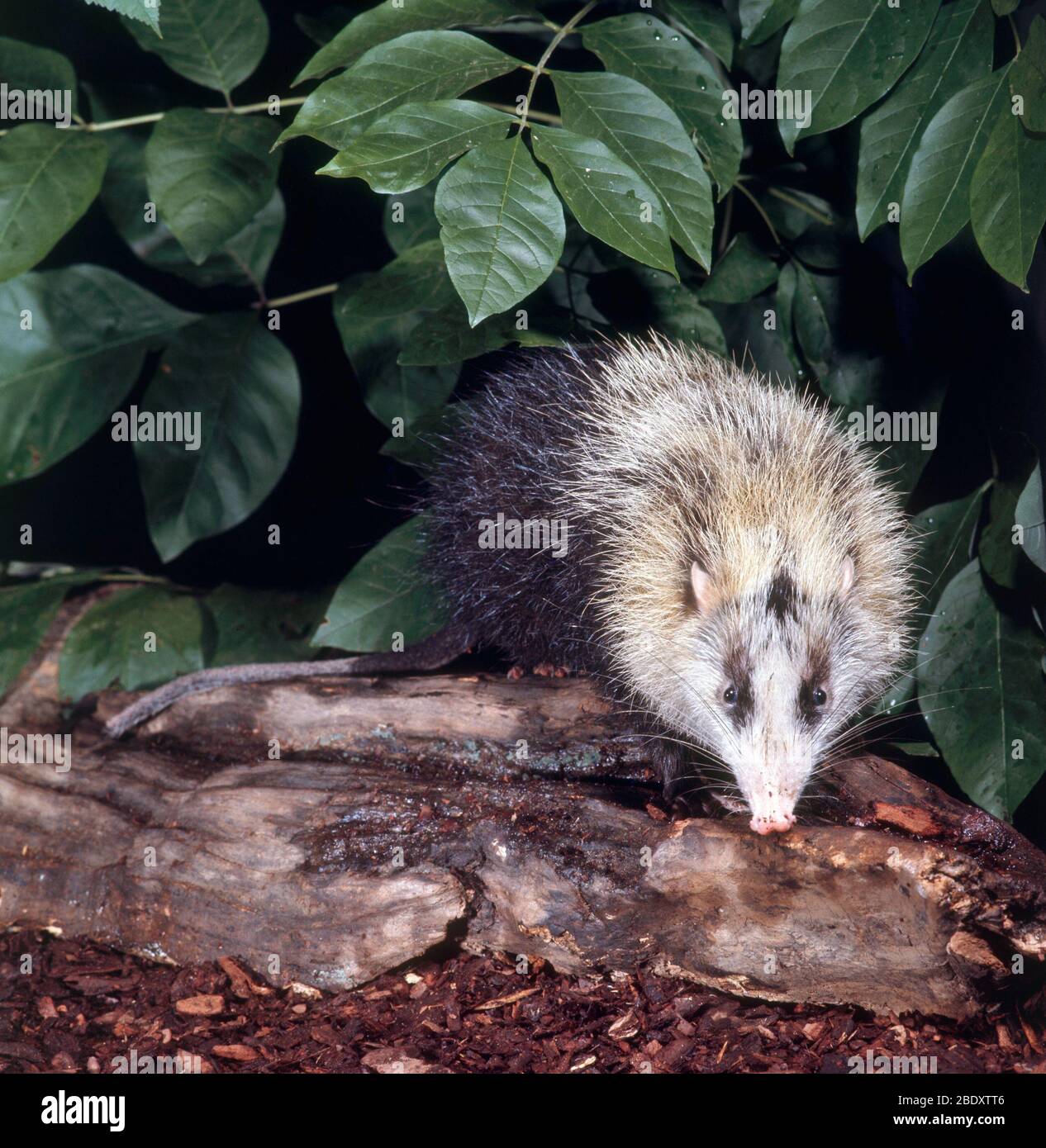Moonrat hi-res stock photography and images - Alamy