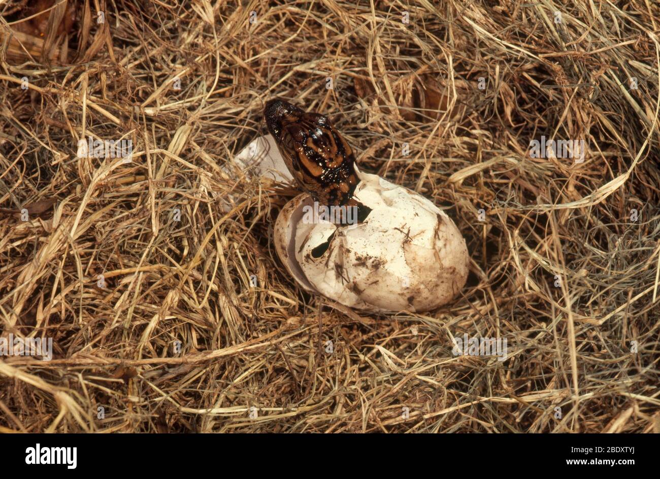 Alligator eggs young alligators hi-res stock photography and images - Alamy