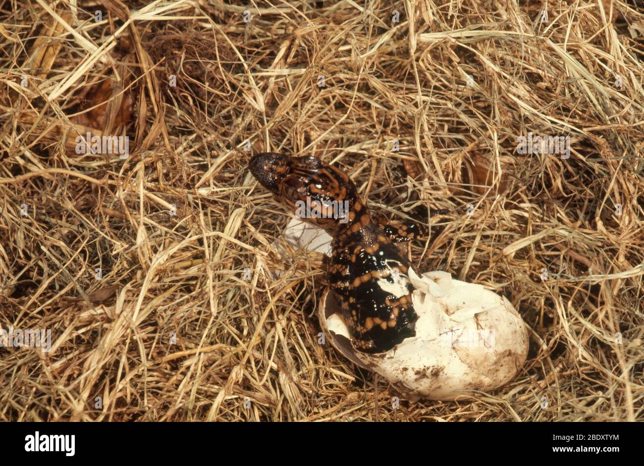 Alligator Hatching Sequence, 3 of 3 Stock Photo - Alamy