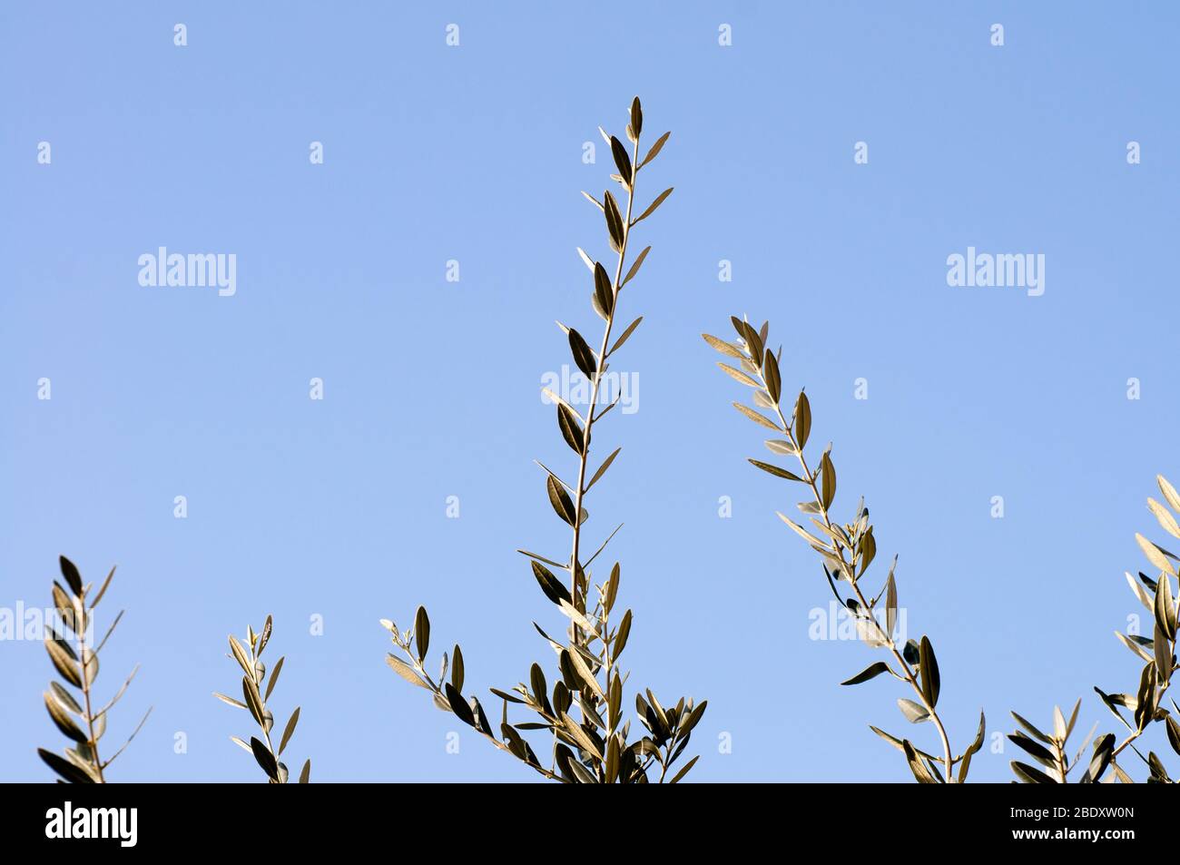 Olive tree branches with blue sky in the background Stock Photo - Alamy
