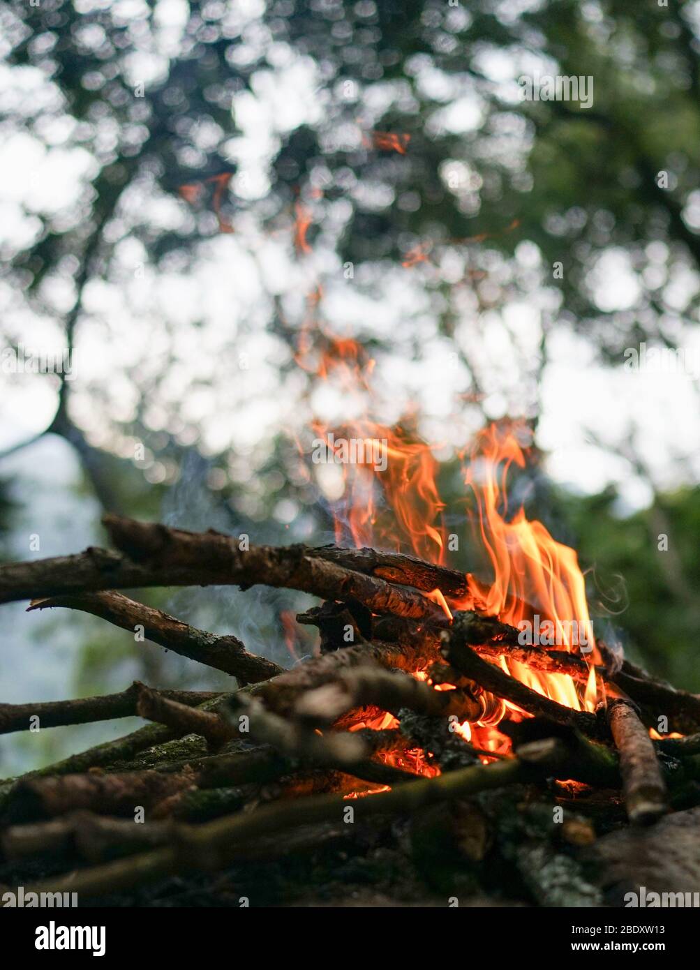 Big bright campfire in the woods, camping with barbecue in a forest ...