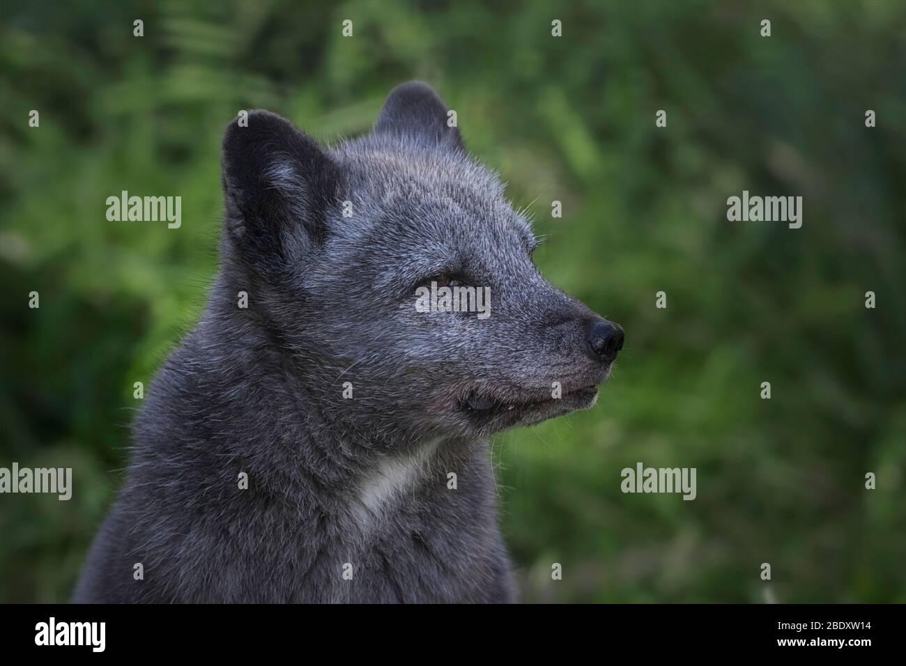 Blue Arctic Fox close up portrait Stock Photo - Alamy