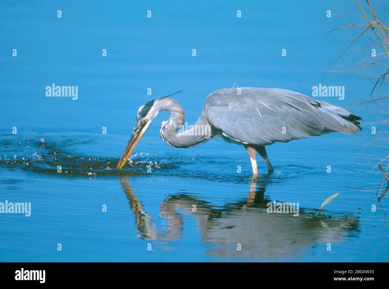 Fish stabbing bird hi-res stock photography and images - Alamy