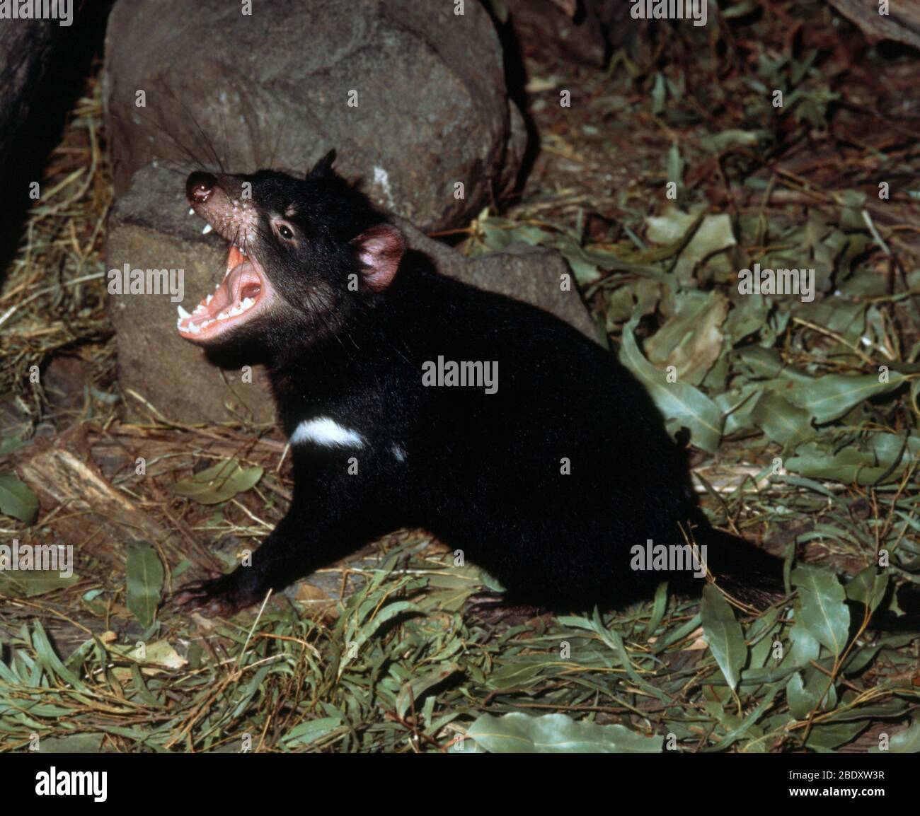 Australian devil hi-res stock photography and images - Alamy