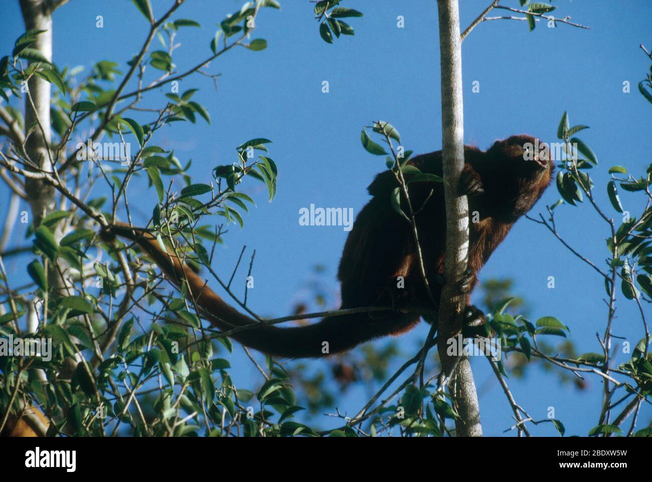 Red howling monkey hi-res stock photography and images - Alamy