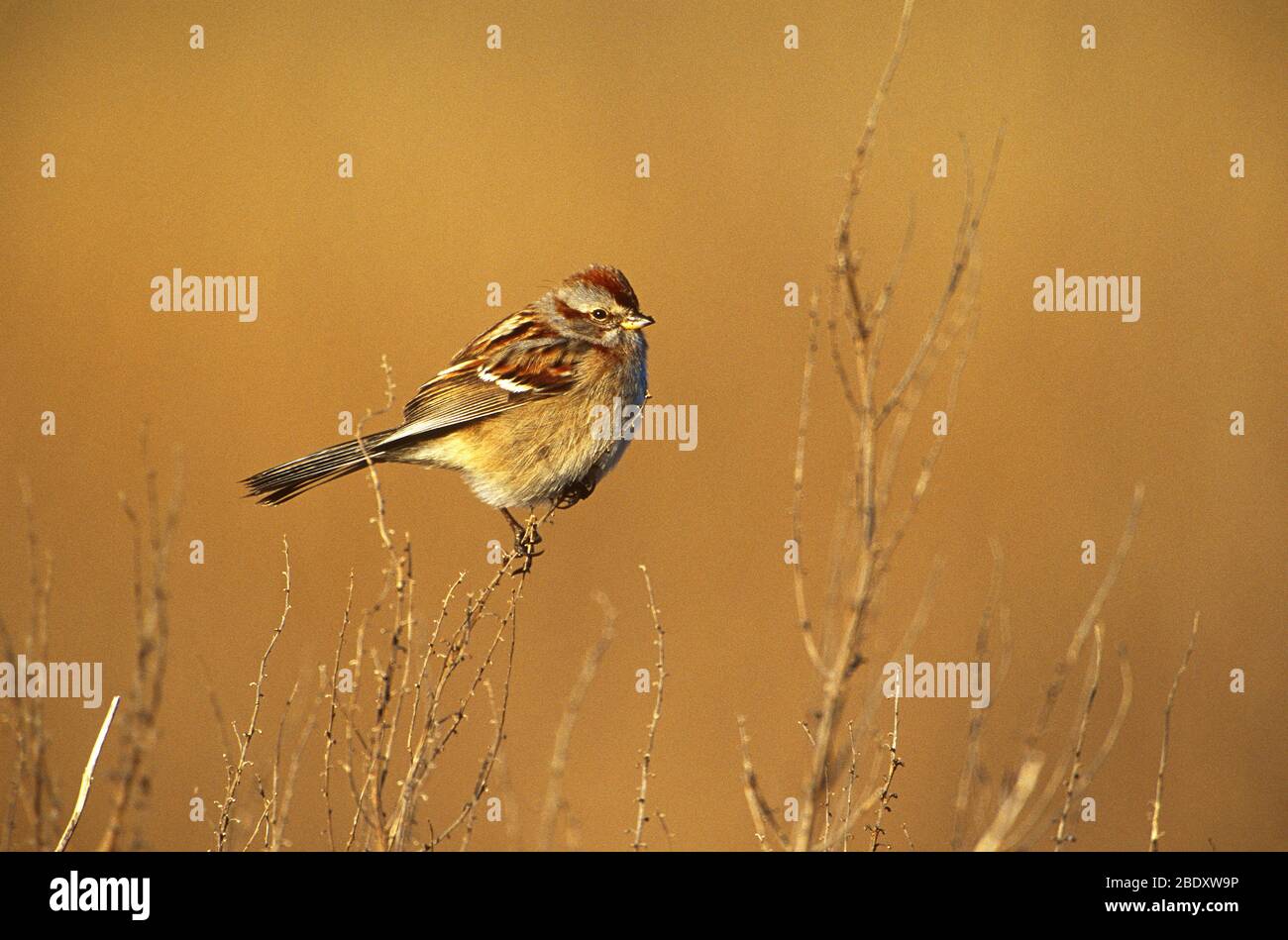 Sparrow wildlife bird hi-res stock photography and images - Alamy