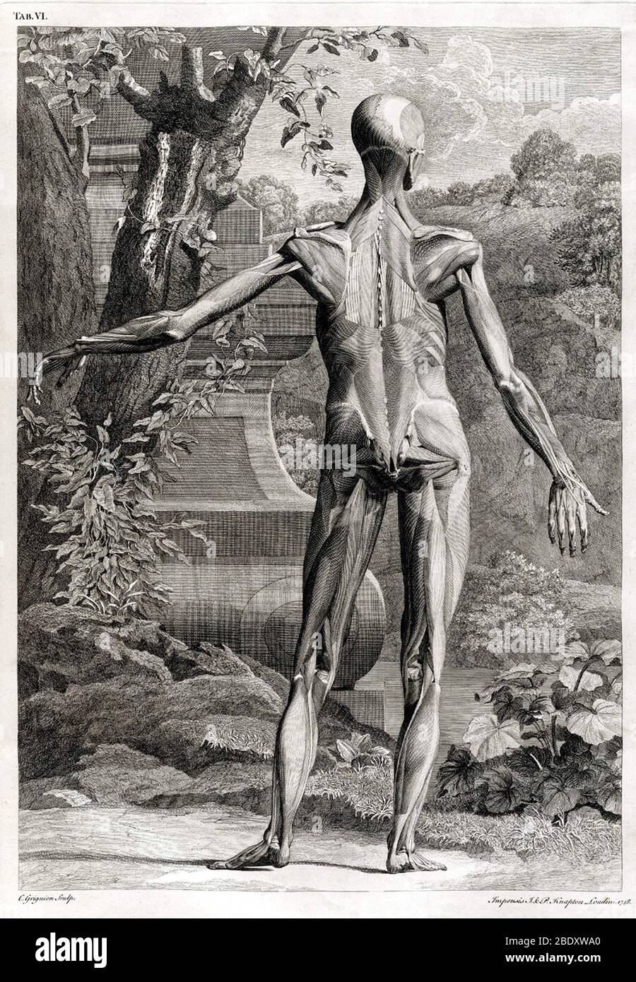 Anatomical muscles etching hi-res stock photography and images - Alamy