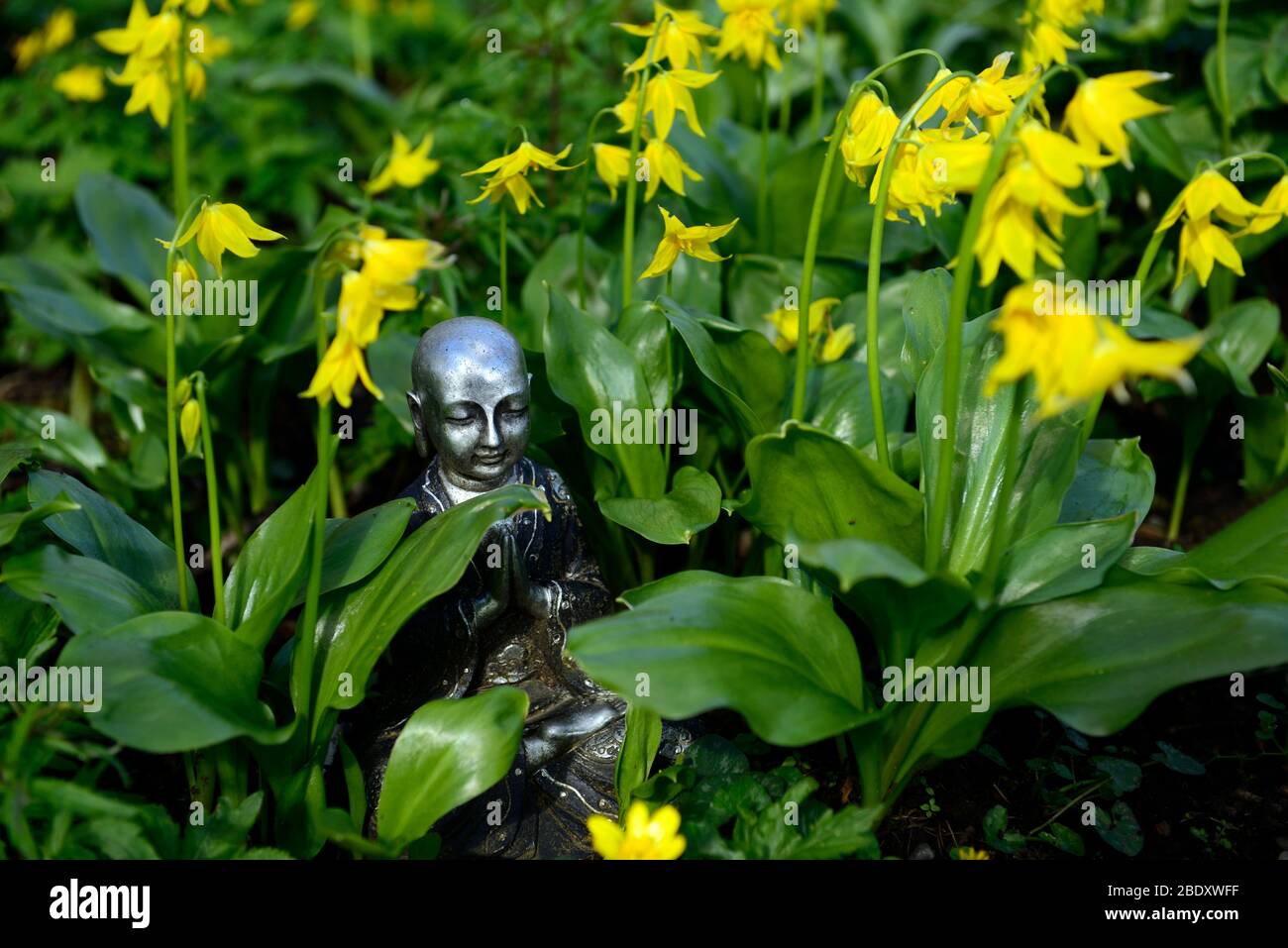 Peace violet hi-res stock photography and images - Alamy