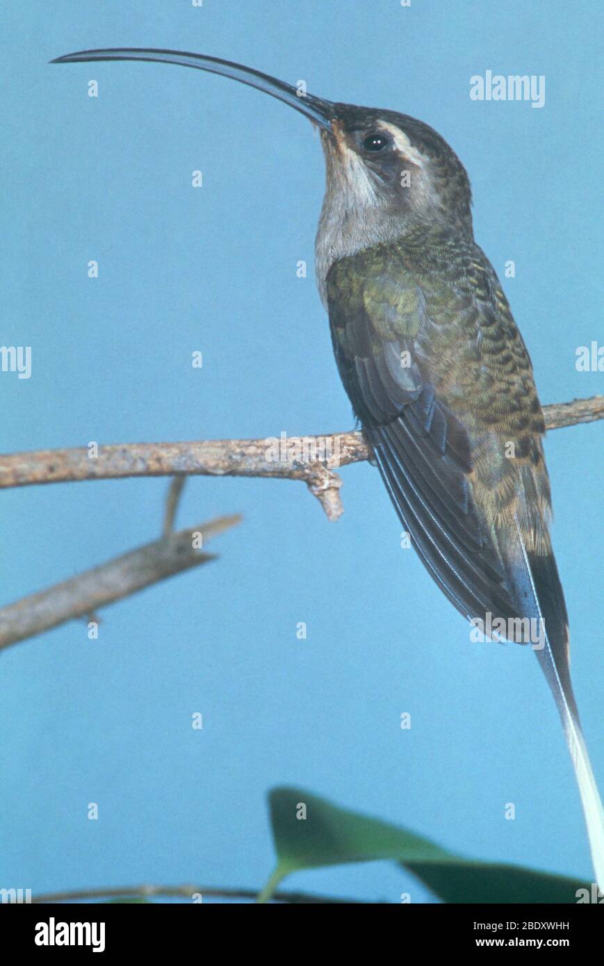 Long tailed fauna hi-res stock photography and images - Alamy