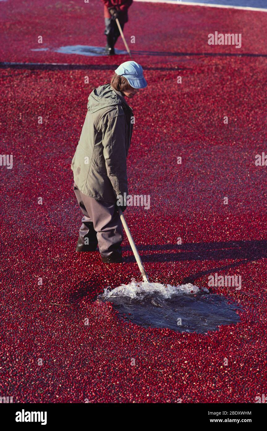 Cranberry harvest massachusetts hi-res stock photography and images - Alamy