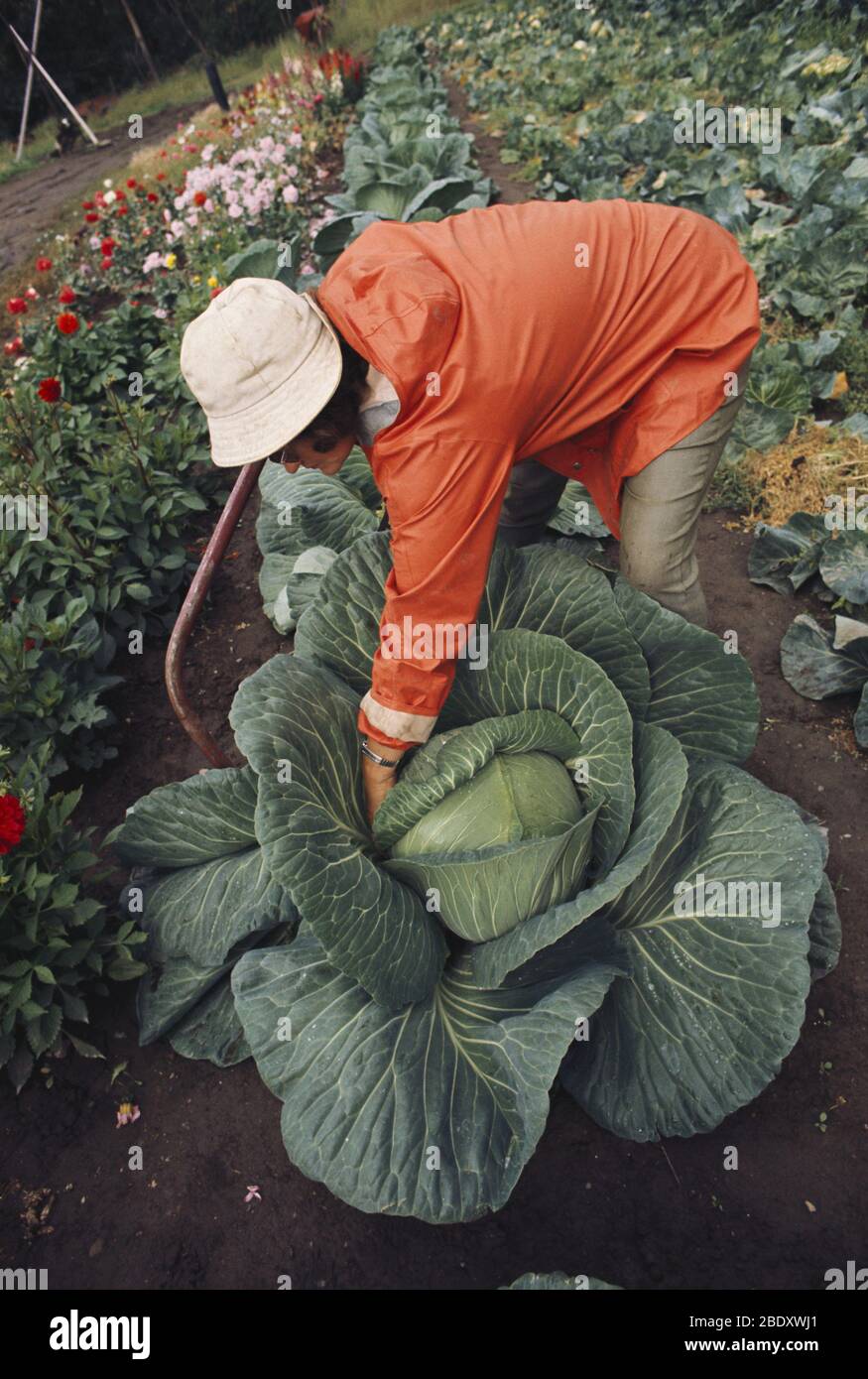 Giant cabbage hi-res stock photography and images - Alamy
