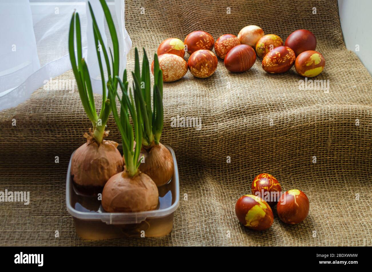 Easter eggs are coloured by ancient onion husk method with various ...