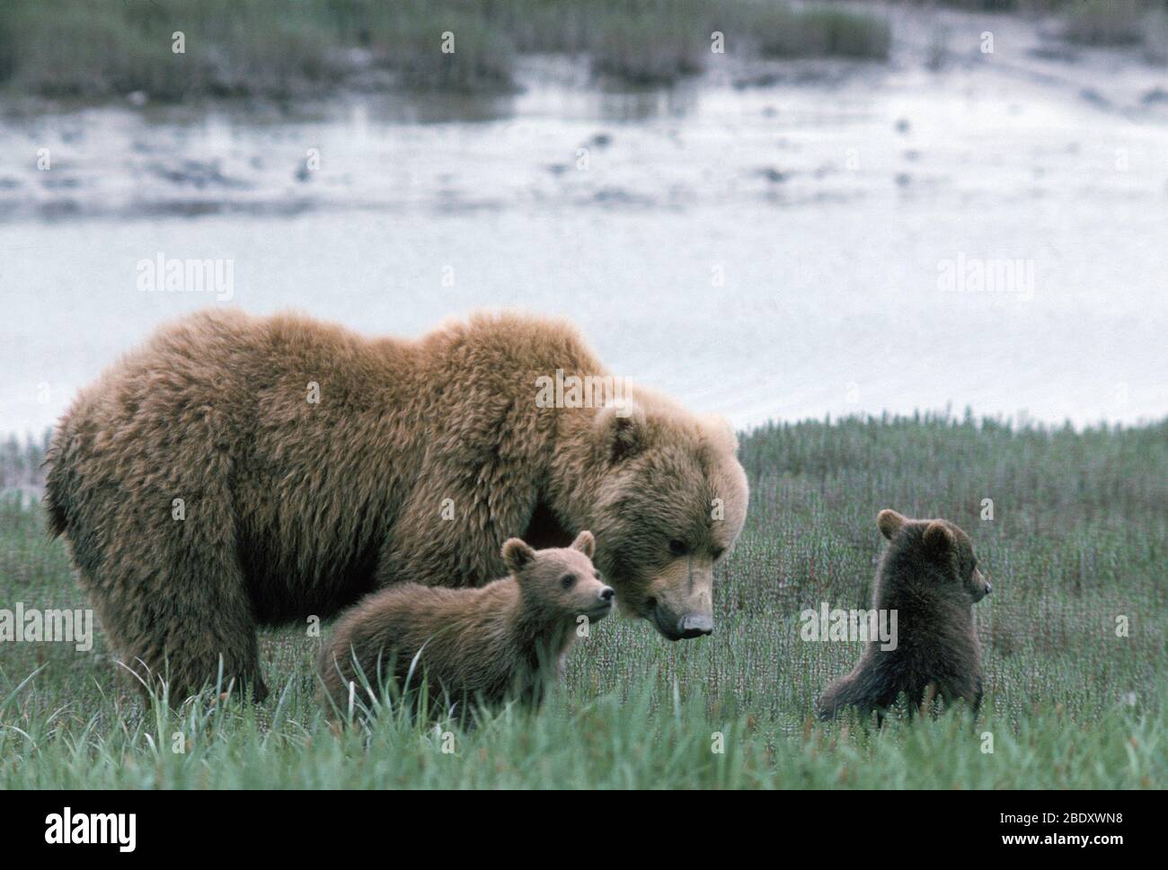 Baby grizzly bears hi-res stock photography and images - Alamy