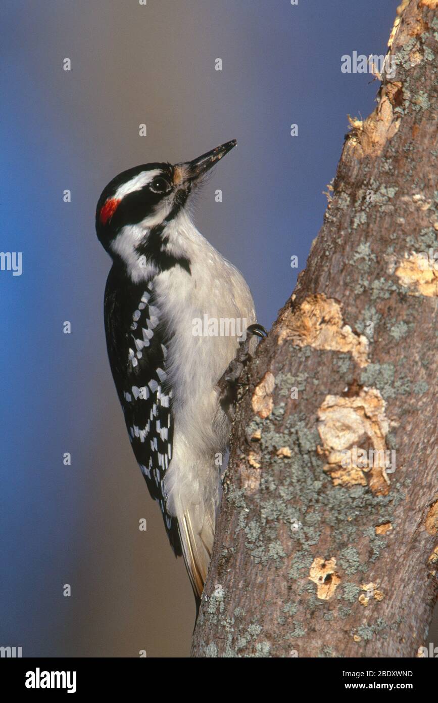 Woodpecker fauna hi-res stock photography and images - Alamy