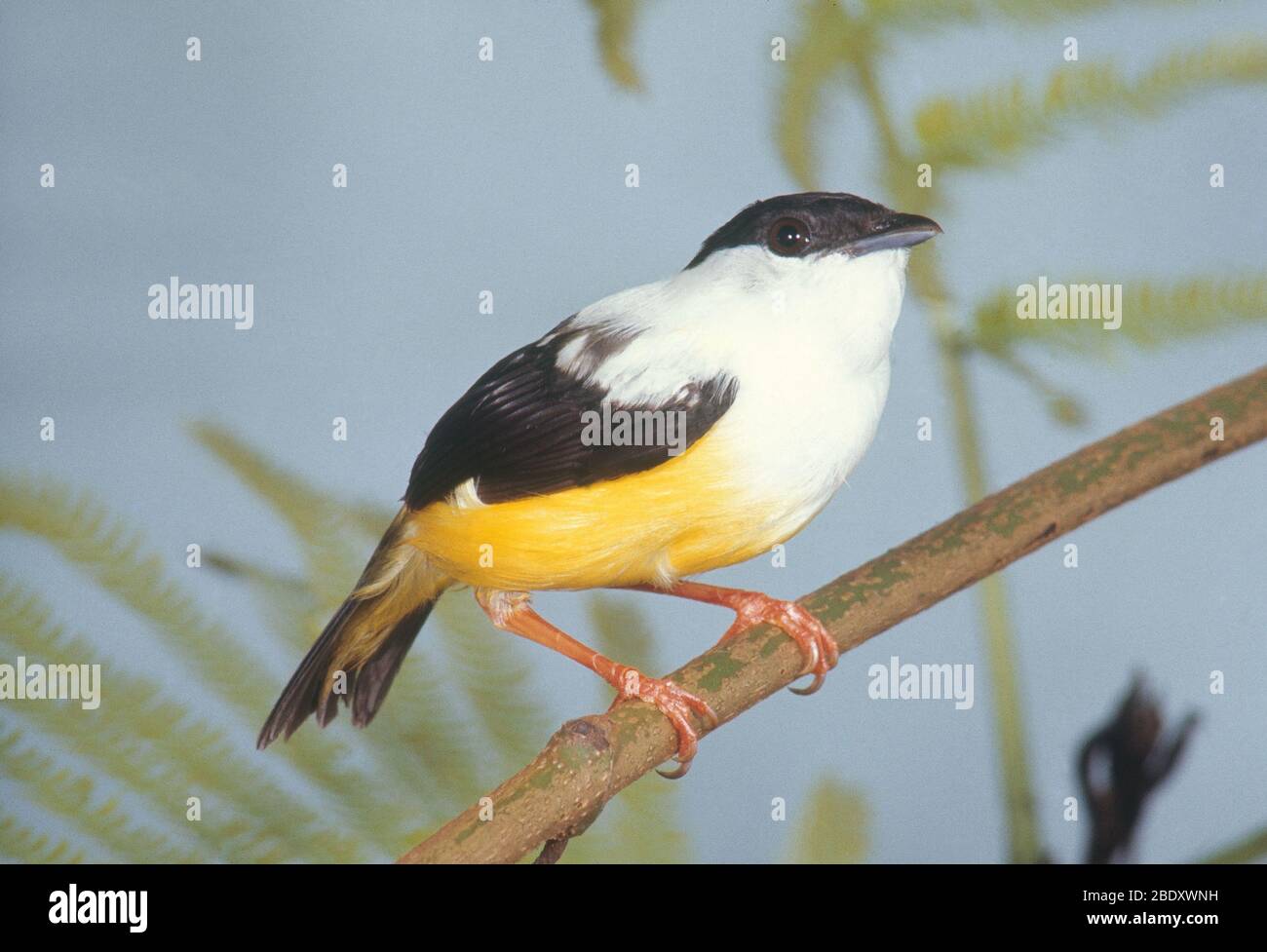 White collared manakin manacus candei hi-res stock photography and ...