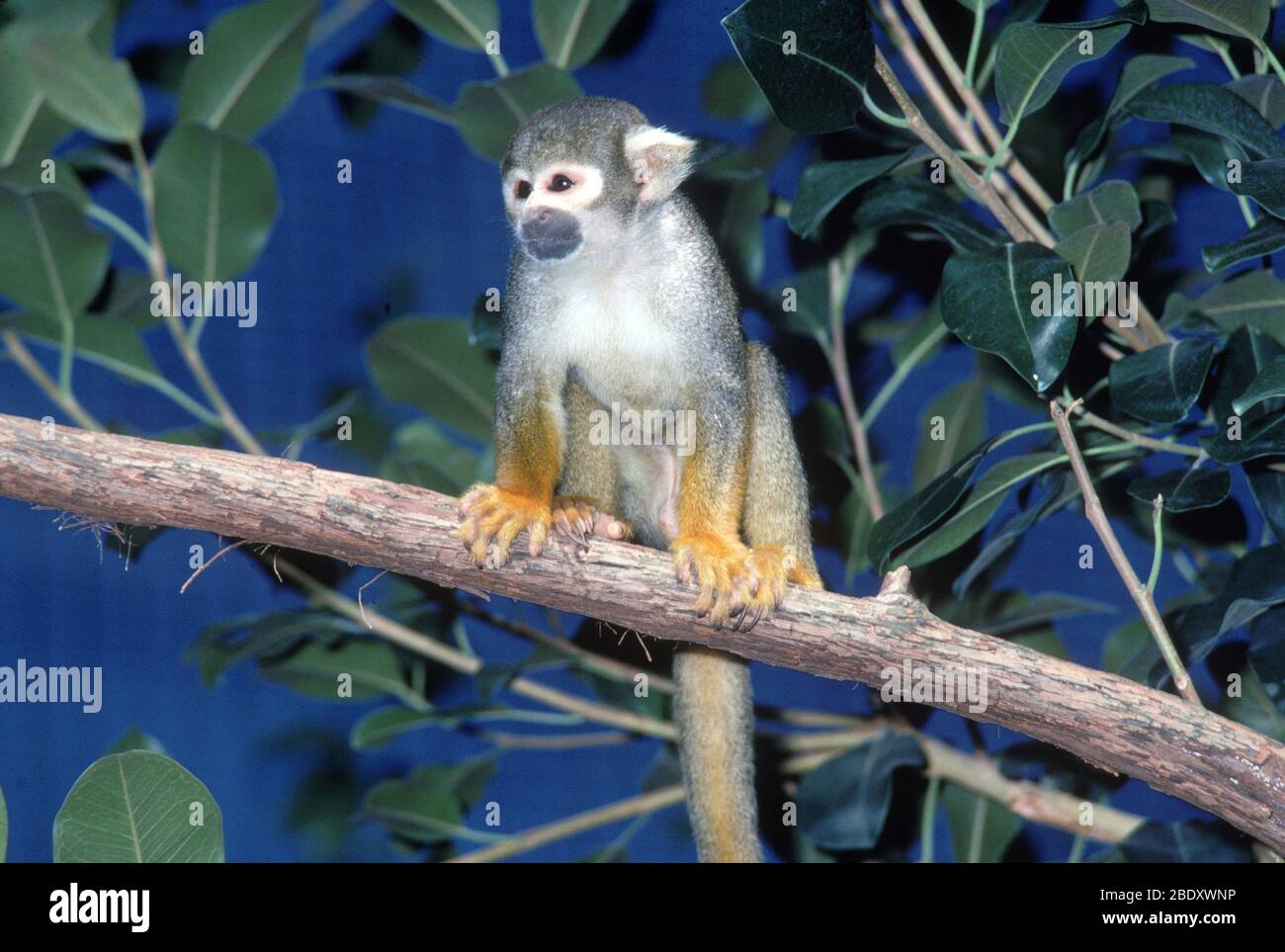 Mammal monkey hi-res stock photography and images - Alamy