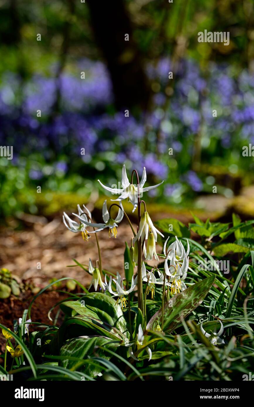 erythronium howellii, fawn lily, dogstooth violet,white, flowers ...
