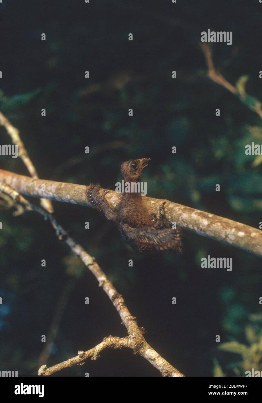 Hoatzin claws hi-res stock photography and images - Alamy