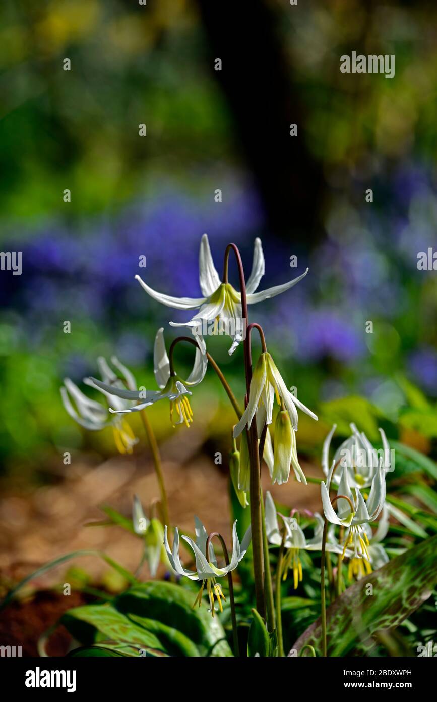 erythronium howellii, fawn lily, dogstooth violet,white, flowers ...