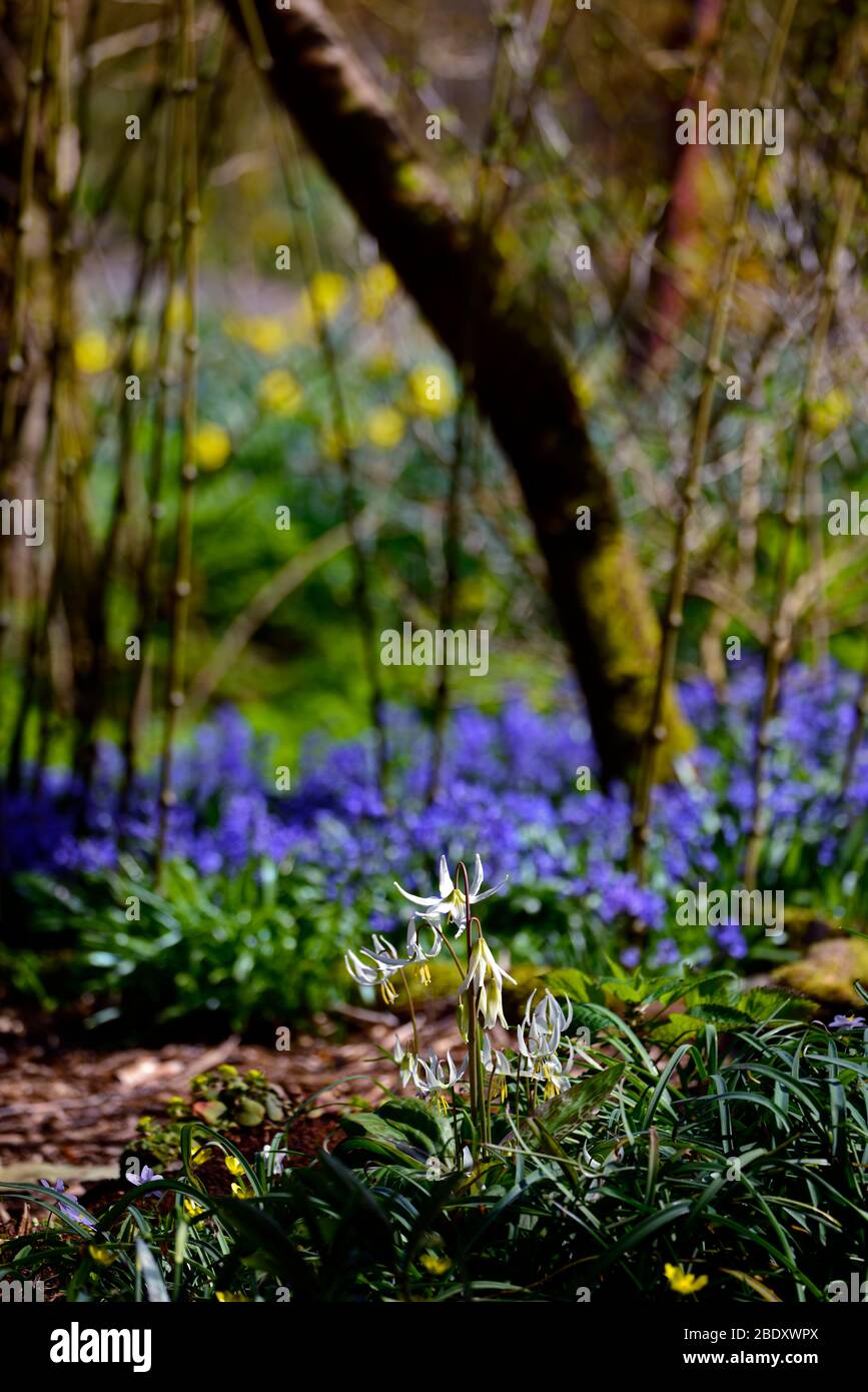 erythronium howellii, fawn lily, dogstooth violet,white, flowers ...