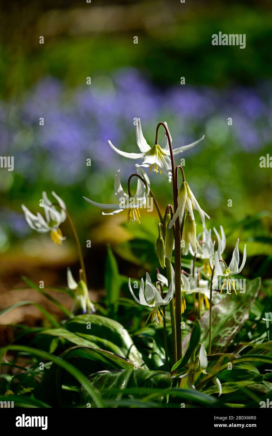 erythronium howellii, fawn lily, dogstooth violet,white, flowers ...