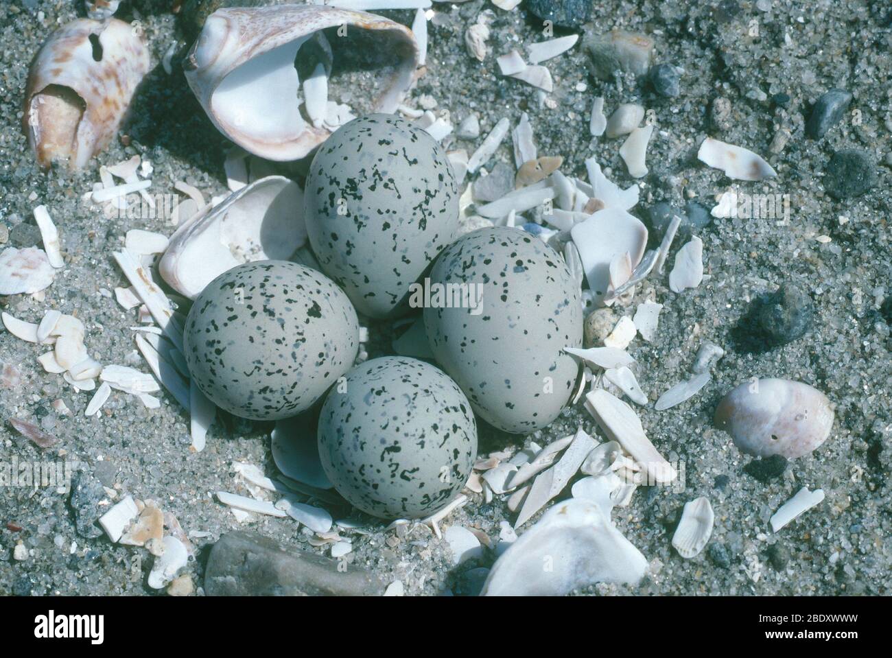 Piping plover nest eggs hi-res stock photography and images - Alamy