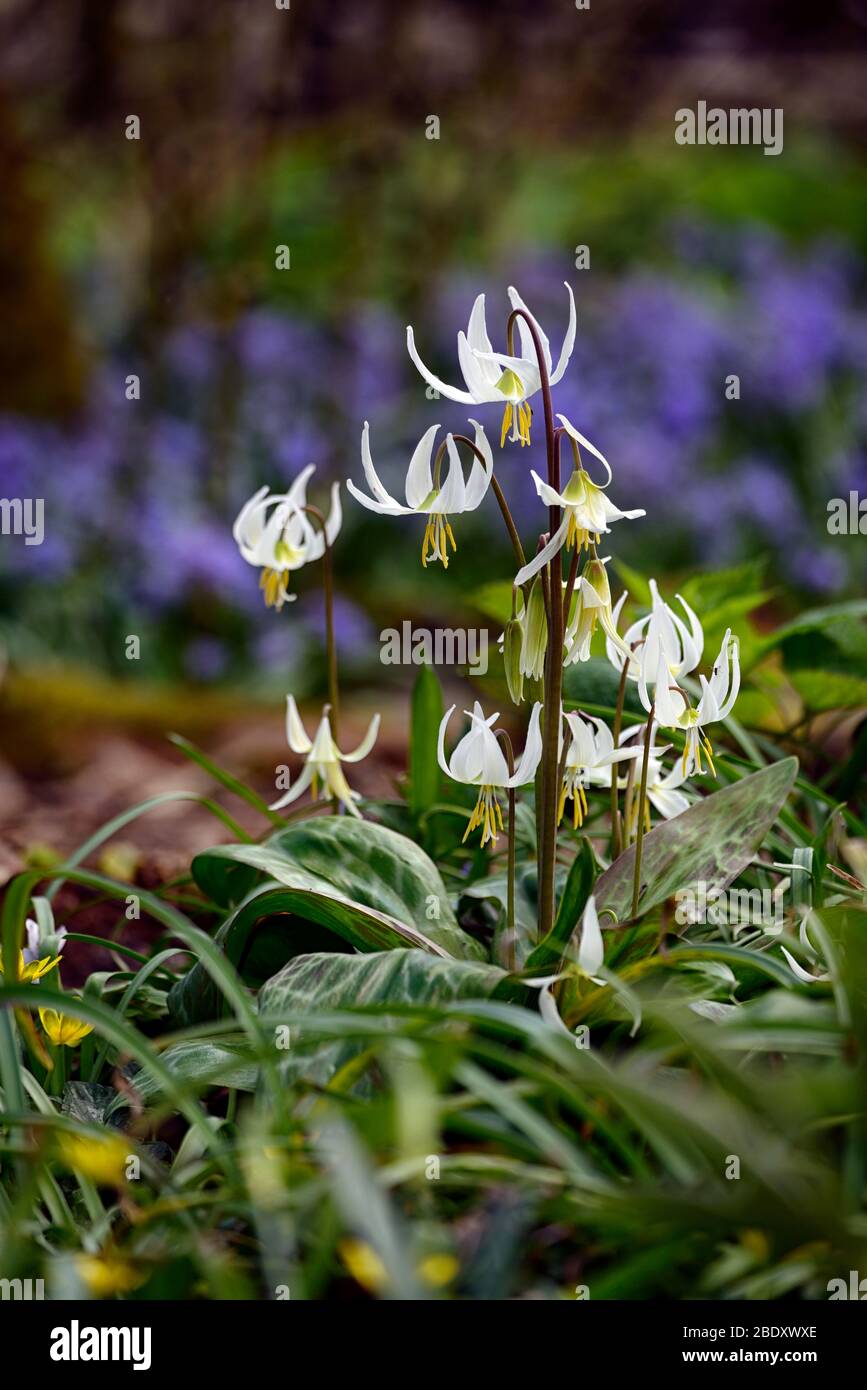 erythronium howellii, fawn lily, dogstooth violet,white, flowers ...