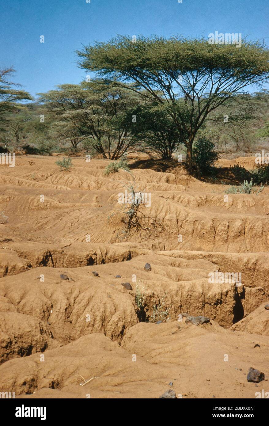 Drought, Lake Baringo Stock Photo - Alamy