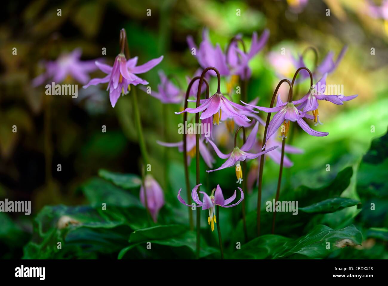 erythronium revolutum knightshayes pink,fawn lily,dogstooth,violet ...
