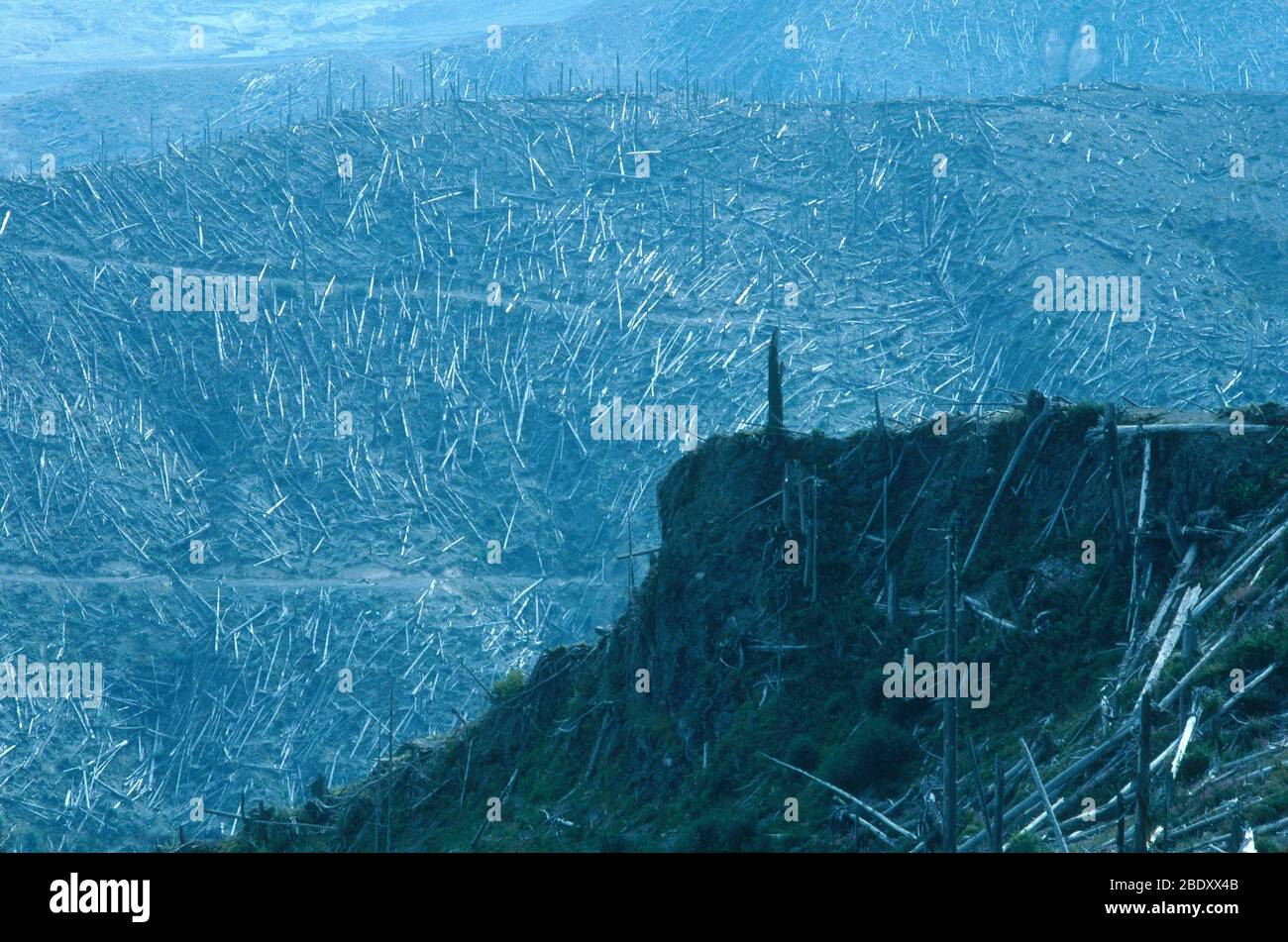 Destroyed forest hi-res stock photography and images - Alamy