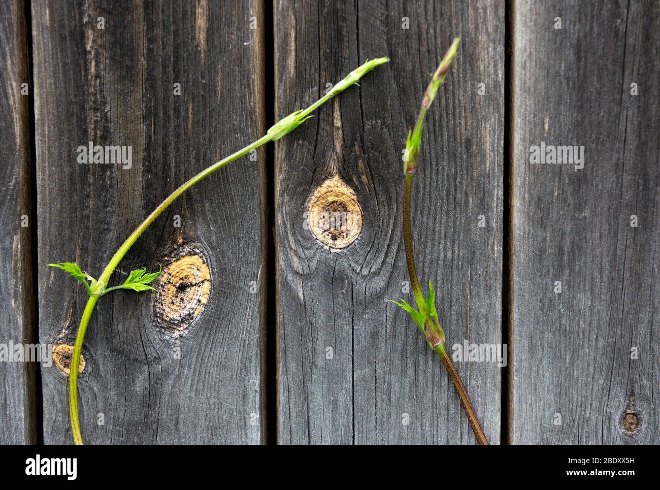 Budding shoot hi-res stock photography and images - Alamy