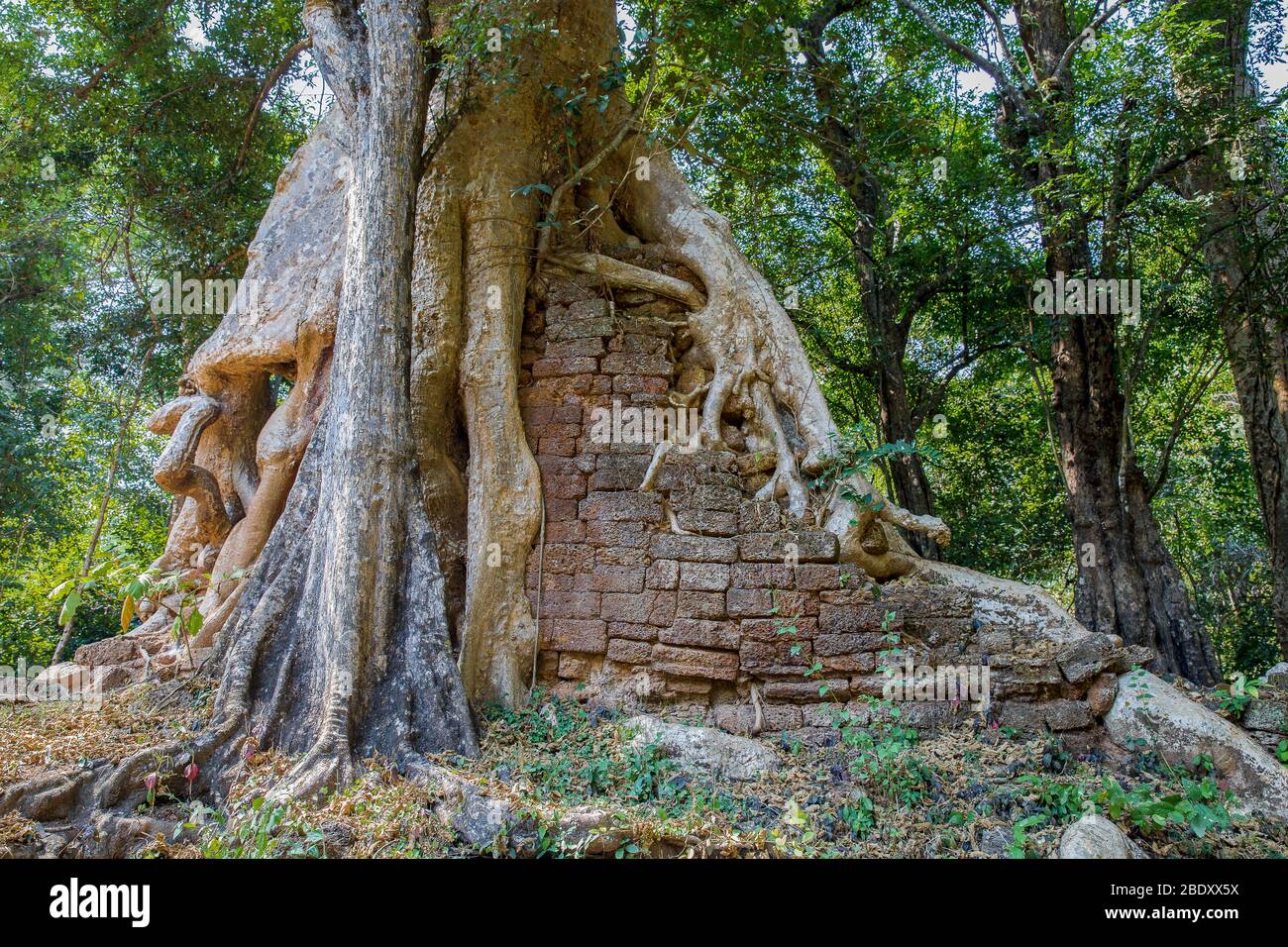 Banyan Tree and ruins of Baphuon temple Angkor Thom, Siem Reap ...
