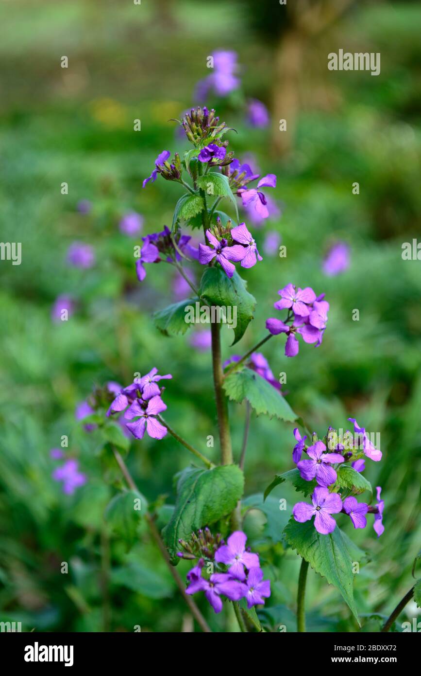 Sweet rocket, Hesperis matronalis,,purple flowers,flower,flowering ...
