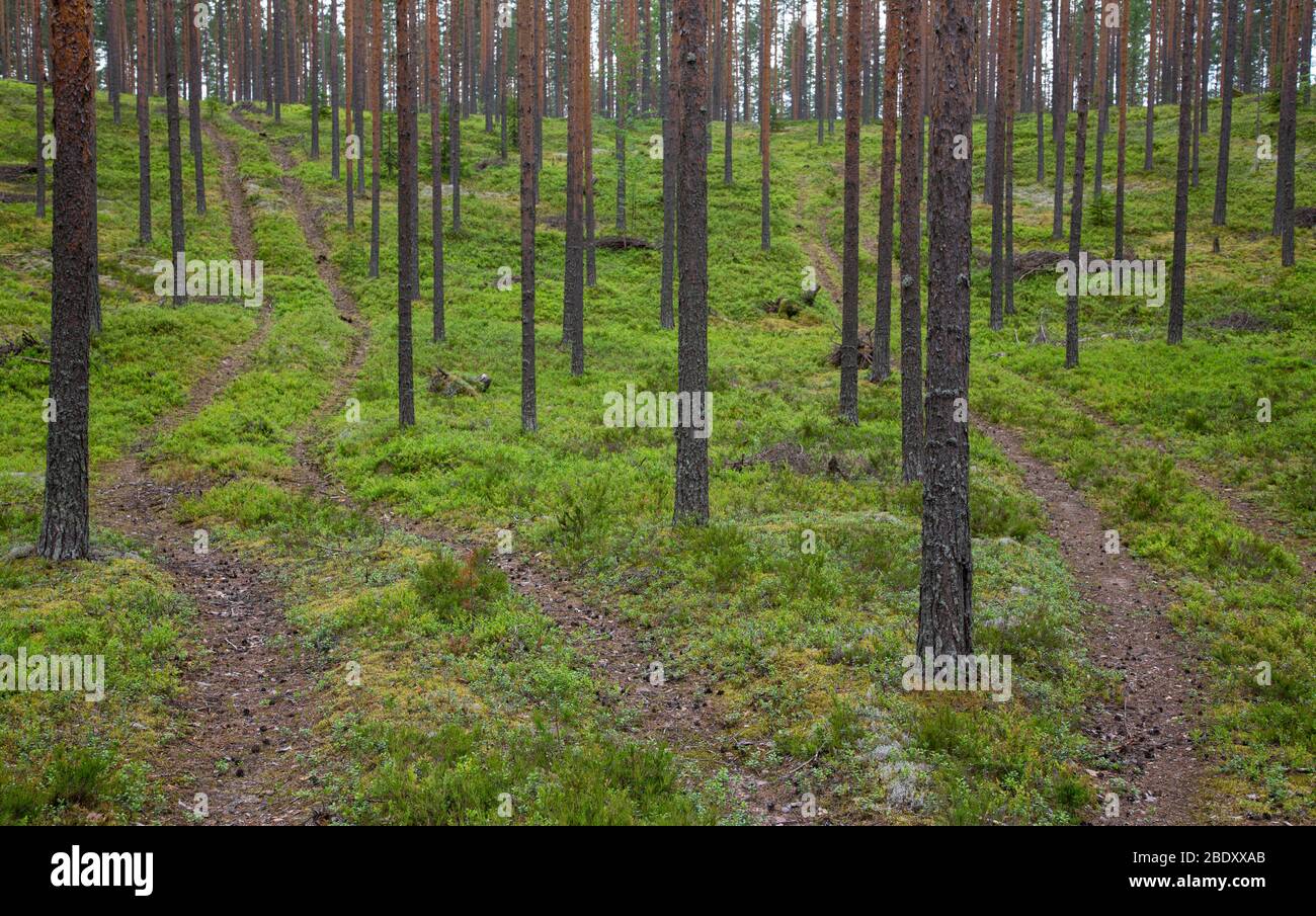 young pine heath / coniferous taiga forest ( Pinus Sylvestris ) growing ...