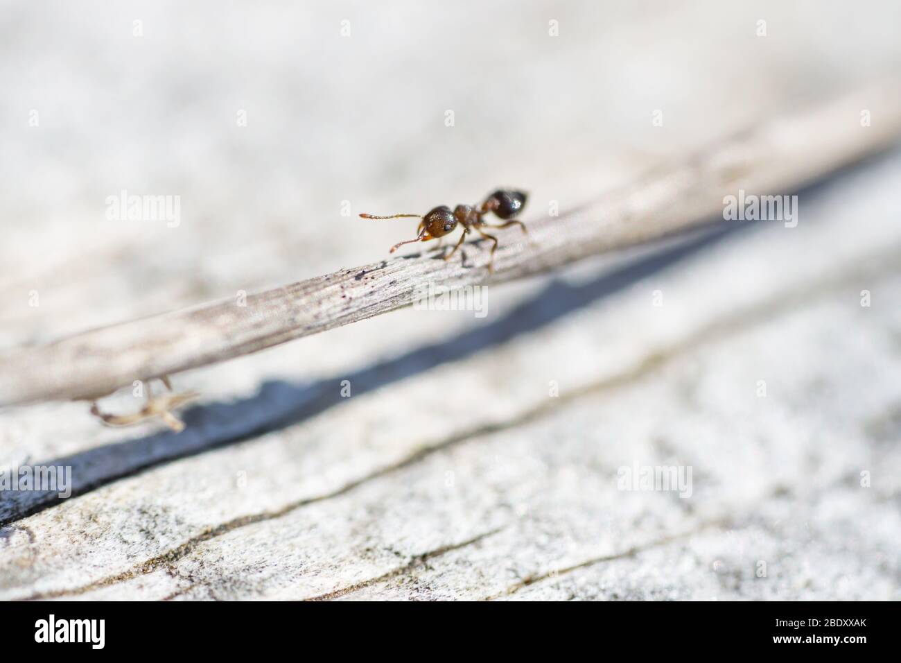 Crematogaster Ant High Resolution Stock Photography and Images - Alamy